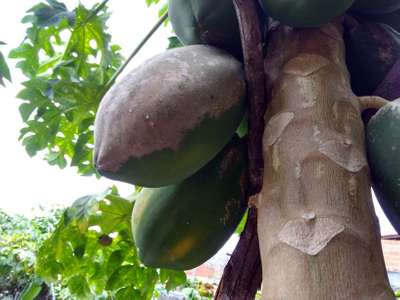 O quê seria isso no meu mamoeiro | Comunidade | Plantix