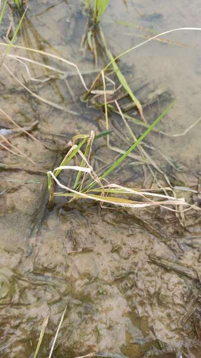 Wilting after transplanting | Community | Plantix