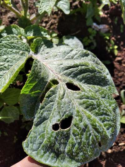 Boas a coisa de a 5 dias atrás dei calda bordalesa na batata! Mas o ...