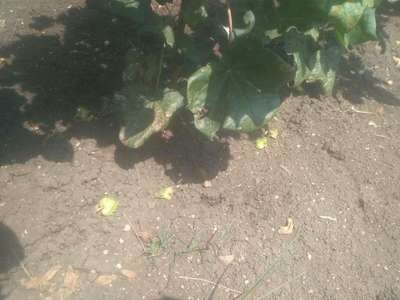 What's the reason for fruit drooping ? | Community | Plantix