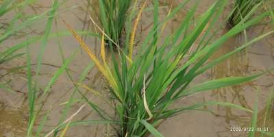 How to manage tungro? | Community | Plantix