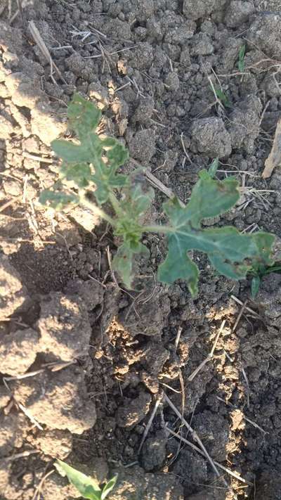 Chetlu e vidhamuga avtunnavi..nivarana teluapagalaru | సంఘం | ప్లాంటిక్స్