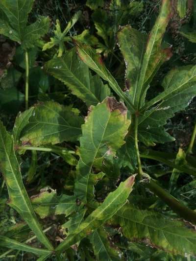 Okra leaves become brown at the tip | Community | Plantix