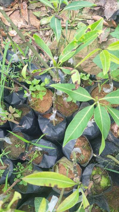 Mango seedlings drying. Growing point of mango showing necrosis in new ...