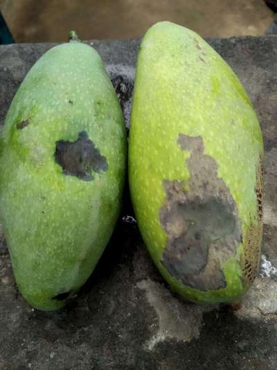 Identify the disease.? | Community | Plantix