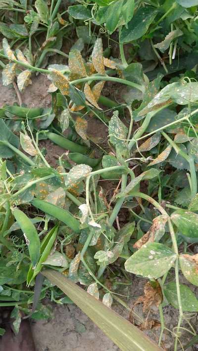 Please tell me about this disease and also some solutions about this ...