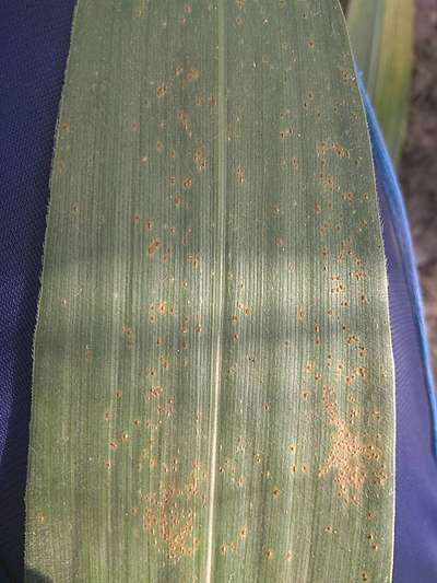 Is this southern rust or common rust of maize ? | Community | Plantix
