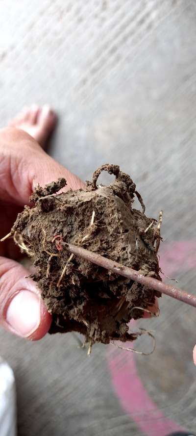 Wire worm attack in field , what is biological control for rice worm ...