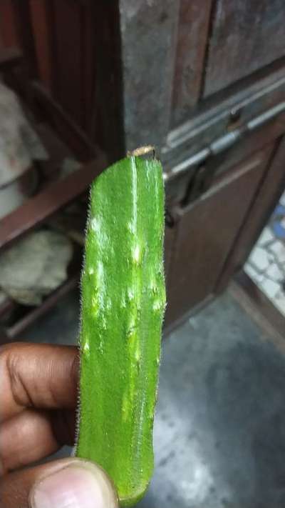 What's the problem with the molds on the upper layer of okra,looks like ...