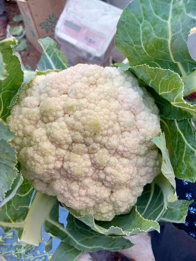 Yellowing of cauliflower | Community | Plantix