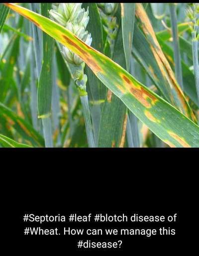 Septoria ....leaf blotch disease in wheat.. How to control this ...