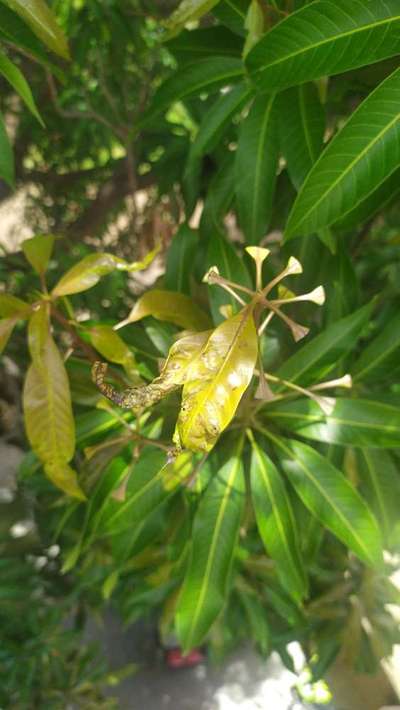 There is fall /loss of new fresh leaves in huge amount on Mango tree ...