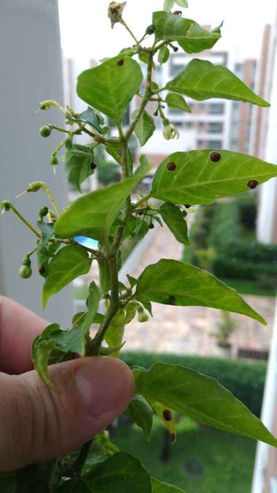 Não consigo identificar o que são essas bolinhas escuras que apareceram ...