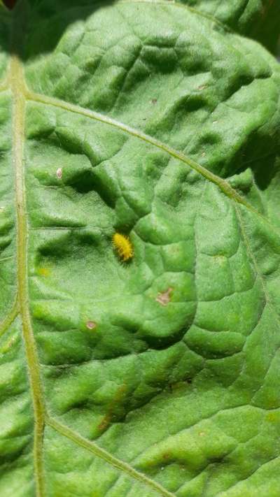How to get rid of Hadda beetle. They are eating the leaves of my ...