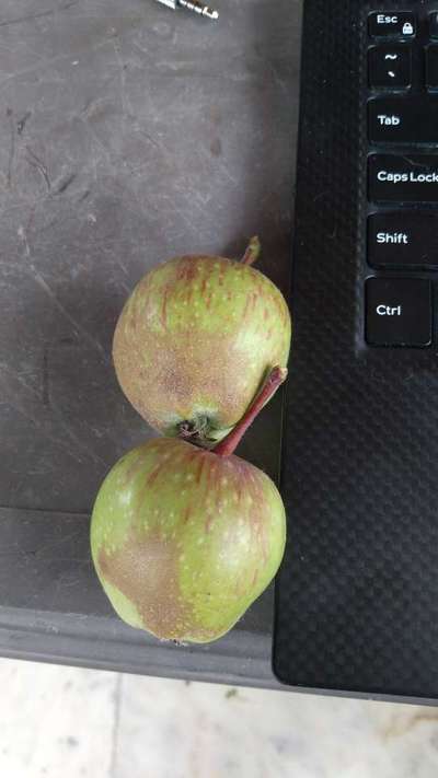 What are these brown shades on the apple? They are rough in texture and ...