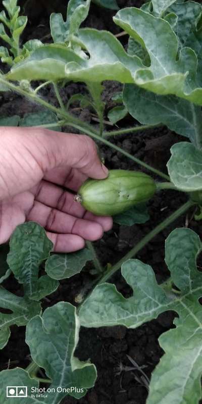 Why are these holes on melon fruit | Community | Plantix