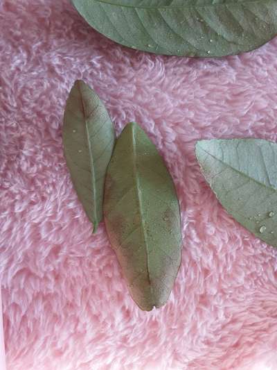 Why do my lemon tree Leaves keep going brown and falling off ...