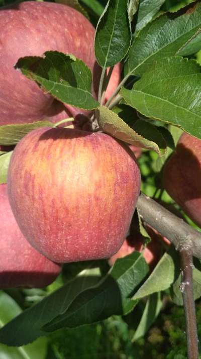 What are the causes ofSun burn in Apples???? | Community | Plantix