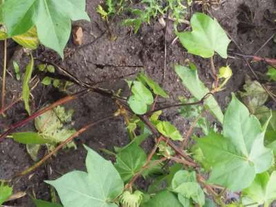 Chettu akulu kommalu dudidha ranguloki marae | సంఘం | ప్లాంటిక్స్