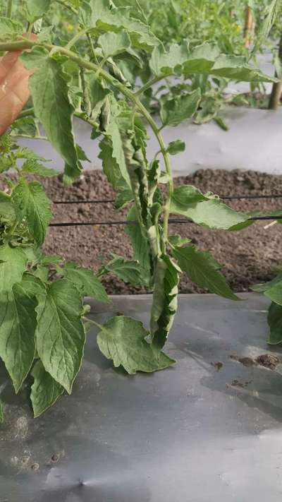 Que enfermedad será solo se marchitan alguna ramas de la parte de ...