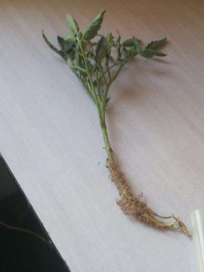 Root growth hampered..Please diagnose...Plant not wilted...But poor ...