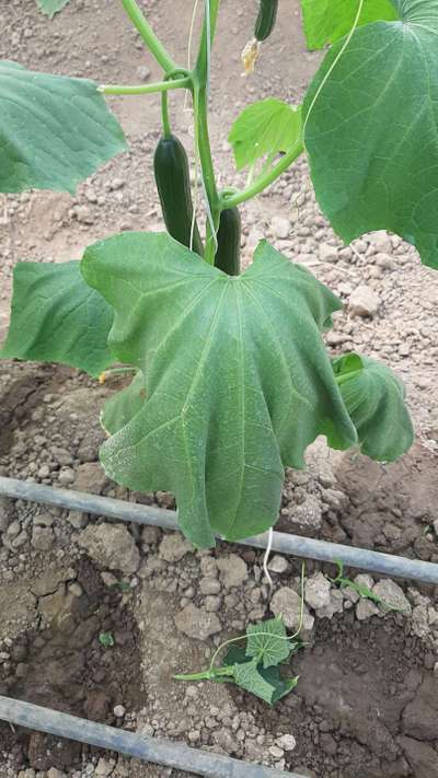 Plant leaves are drooping downward. What might be the cause ...