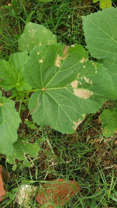 What's wrong with my ochro/ okra plant? | Community | Plantix