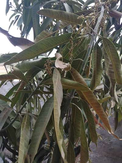 My mango tree leaves are getting dried | Community | Plantix