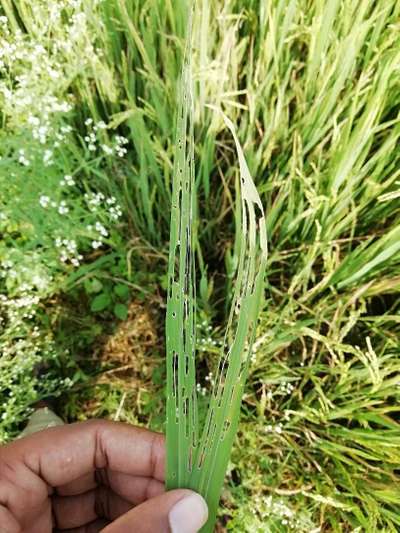 Please any one help me identify the damage | Community | Plantix