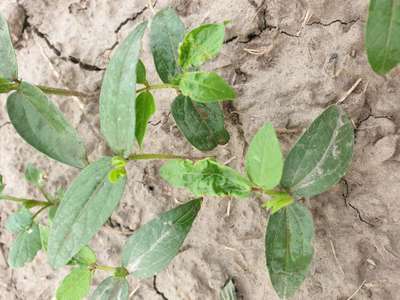 I think it's a insect attack on Moong Dal. What insecticide should be ...