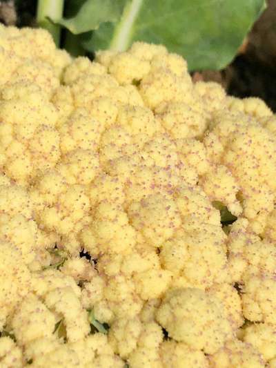 Pinkish spot on cauliflower curd ? | Community | Plantix