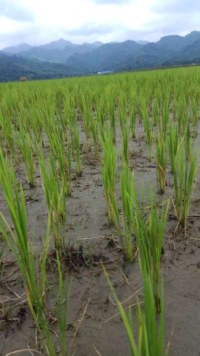 My rice is nitrogen deficiency so which is better npk or urea or others ...