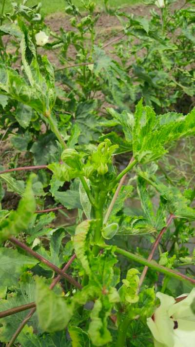 Lady finger aaku mudata tella doma | సంఘం | ప్లాంటిక్స్