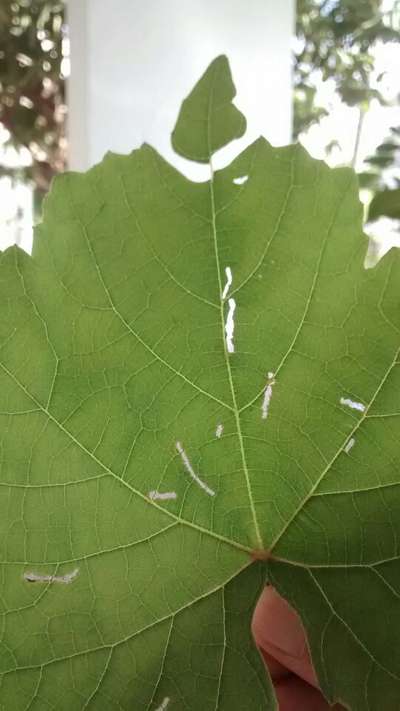 It is a grape plant - its leaves are having elongated holes, on the ...
