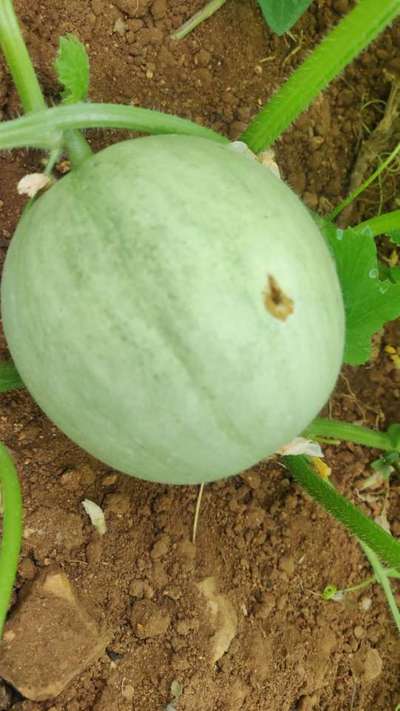 Can i know what have to spray for the marks on musk melon fruit ...