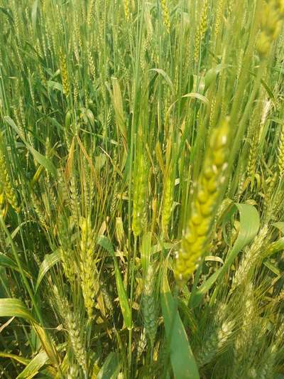 Wheat leaves turning yellow. Which disease or pest is this? | Community ...
