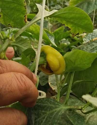 Small Capsicum Fruits are getting yellow & getting rotten from inside ...