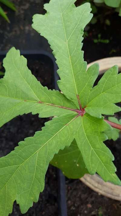 Okra leave light green spots | Community | Plantix