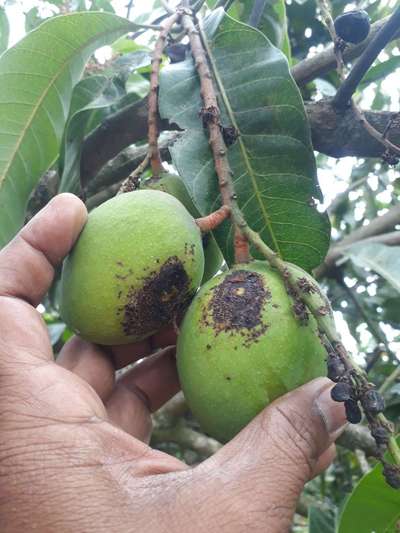 Why this black discolouration occurs | Community | Plantix