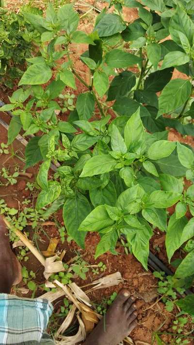 How to control in thrips in chilly plants | Community | Plantix