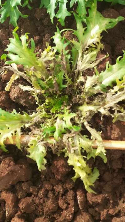 Can I know about this problem | Community | Plantix