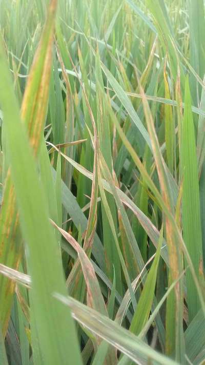Paddy leaves are shown in yellow pale colour and the leaves are died ...
