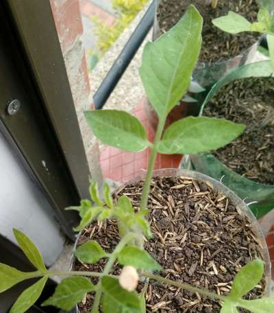 Buenos días, alguien sabe por que el apice de la planta esta así ...