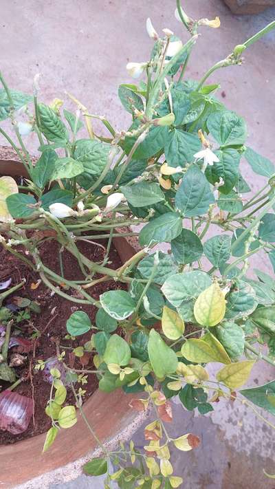 Plant ki ekkuvaga "chimalu" pattastundi sir | సంఘం | ప్లాంటిక్స్