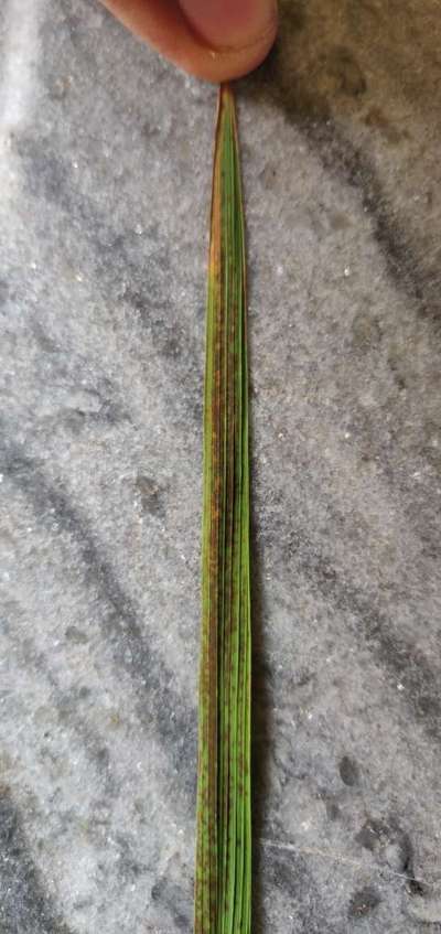 Is it zinc deficiency? | Community | Plantix