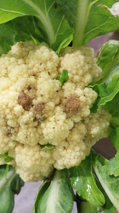 Why teswe patches occur | Community | Plantix