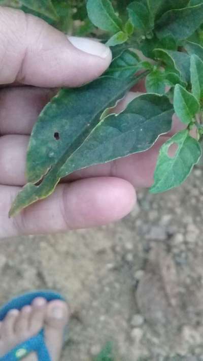 O que está acontecendo com meus pés de pimentas que as folhas estão ...