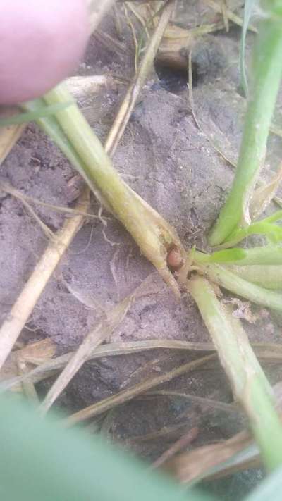 Insects in the root of plant , root is eaten which result plant die ...