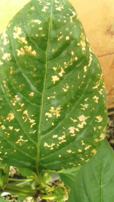 What might be the problem with this capsicum plant? | Community | Plantix