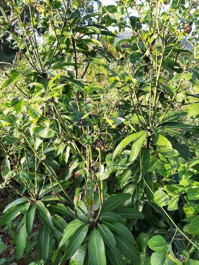 Sir, mango tree showing long branched terminal shoot symptom with dried ...